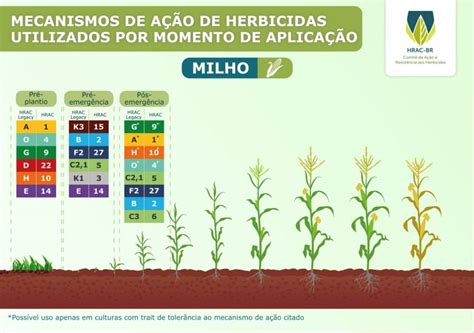 Milho AGROADVANCE