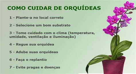 Introducir 64 Imagen Como Cuidar De Las Orquideas Viaterra Mx