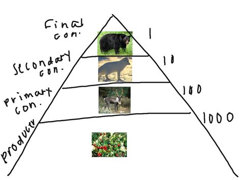 Taiga Food Chain