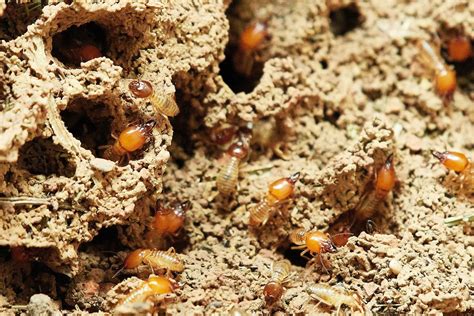 Subterranean Termites Vs Drywall Termites What S The Difference AAA