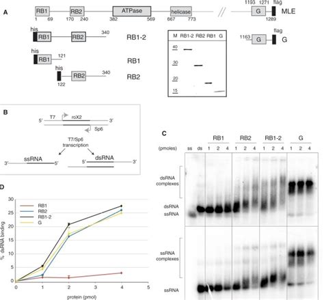 Predicted RNA Binding Domains In MLE A Schematic Representation Of