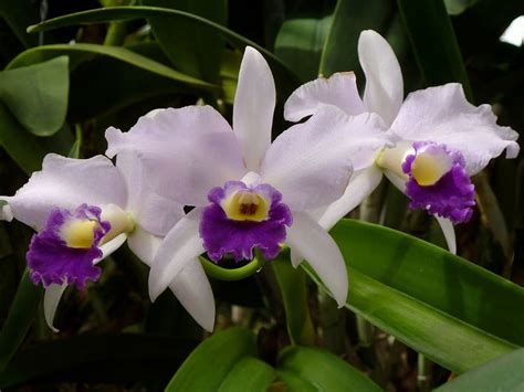 Cattleya Orchids Facts Different Varieties And How To Grow And Care