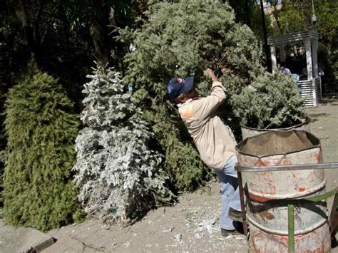 DÓNDE TIRAR EL ÁRBOL DE NAVIDAD ESTOS SON LOS CENTROS DE ACOPIO EN