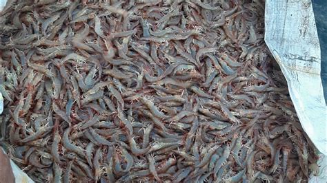 Cast Net Shrimp Jhinga Delhi Fish Market Jhinga Farming