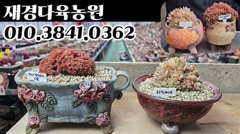 비오는 날에는 믹스커피 한잔하시면서 분갈이영상 구경하세요 YouTube