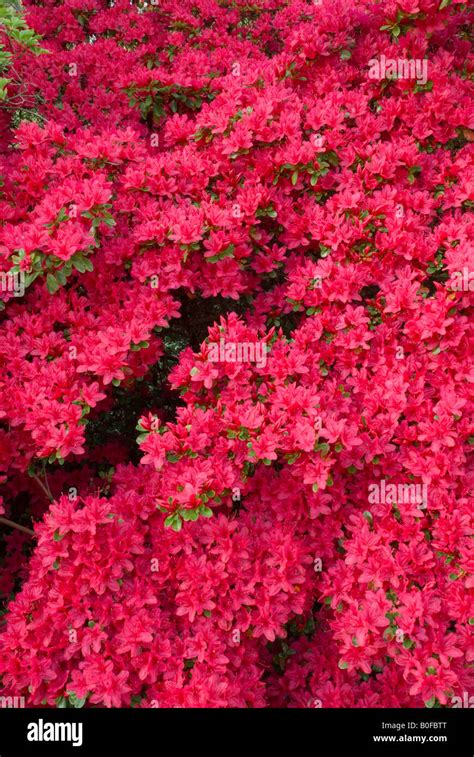 Ima shojo fotografías e imágenes de alta resolución Alamy