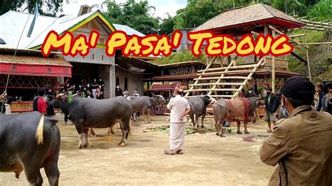 Upacara Adat Pemakaman Rambu Solo Ma Pasa Tedong Di Kandeapi Barana