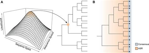 considerations for the accuracy of reconstructed ancestral sequences download scientific