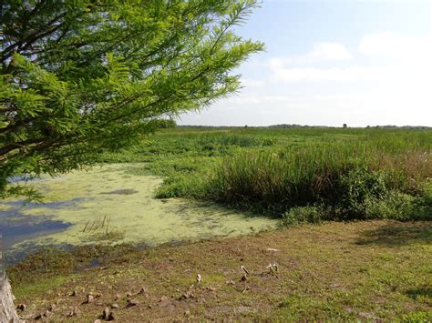 Fotos gratis paisaje árbol césped pantano desierto prado