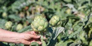 18 VARIÉTÉS DE RAISIN Guide complet avec PHOTOS