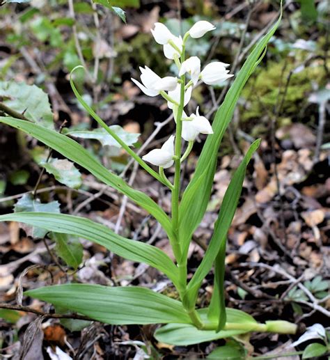 Flora da Serra da Arrábida Orquídeas silvestres da Arrábida 9