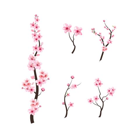 Sakura Cherry Blossom Vector Png Images Realistic Watercolor Cherry