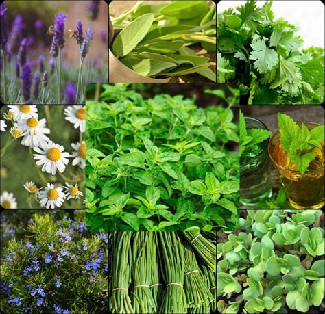Hierbas Medicinales archivos Página 5 de 16 El Horticultor