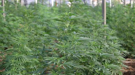 Los Mossos desmantelan una plantación de marihuana en una nueva redada