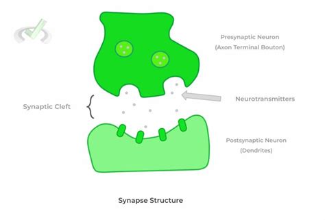 Nervous Systems On The MCAT MedLife Mastery