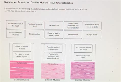 Solved Skeletal Vs Smooth Vs Cardiac Muscle Tissue Characteristics