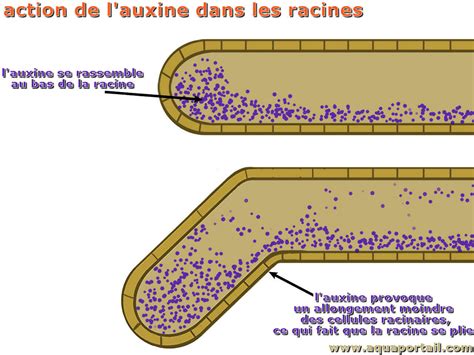 Auxine définition et explications