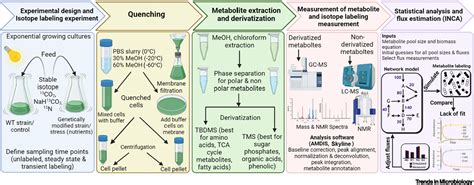 Metabolic Flux Phenotyping Of Secondary Metabolism In Cyanobacteria