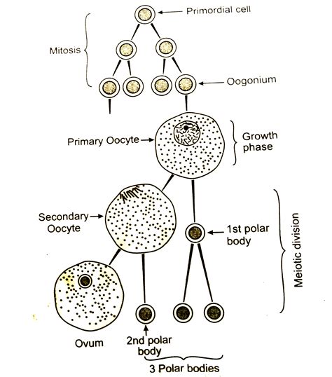 With The Help Of A Diagram Represention Explain The Process Of Gametog