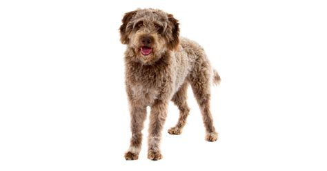 Lagotto Romagnolo Prezzo Colori E Carattere Wamiz