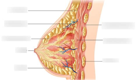 Breast Anatomy Diagram Quizlet