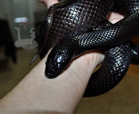 Snake On Tumblr