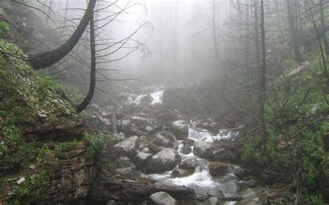 Rainy Forest Wallpapers Top Free Rainy Forest Backgrounds