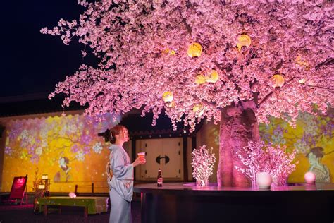 世界遺産二条城 NAKED桜まつり 2024 世界遺産二条城 NAKED GARDEN ONE KYOTO