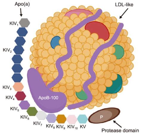 Lipoprotein A And Cardiovascular Diseases Encyclopedia MDPI