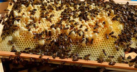 Cría de abejas reinas
