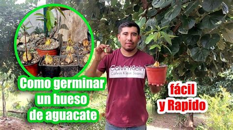 Como Germinar El Hueso De Un Aguacate Muy F Cil Y R Pido Youtube