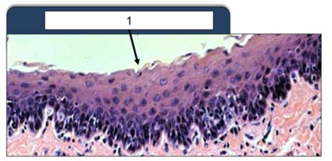 Respiratory Histology Flashcards Quizlet
