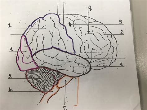 Brain Diagram For Final Exam Diagram Quizlet