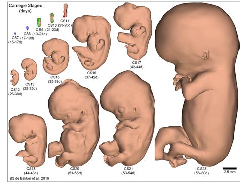 3datlas Informatica Educativa Etapas Del Desarrollo Desarrollo Fetal