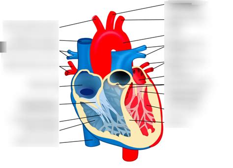 Diagram And Parts Of The Heart Diagram Quizlet