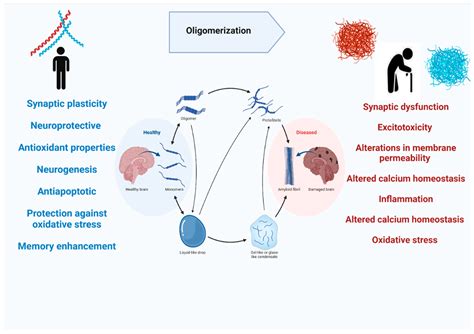 IJMS Free Full Text Amyloid Beta In Aging And Alzheimers Disease