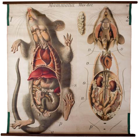 Rat Wall Chart By Paul Pfurtscheller 1910 Dessin Scientifique