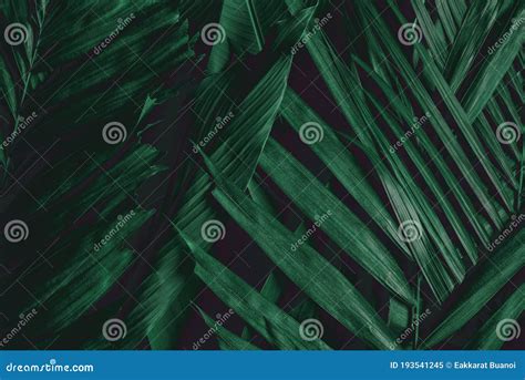 Folhagem Das Folhas Tropicais Natureza Verde Escuro Fundo Imagem De