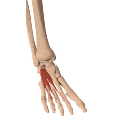 Extensor Digitorum Brevis Anatomy Origin Insertion Action The