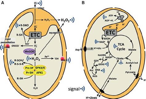 Redox And Energy Signaling In Plant Mitochondria A ROS And RNS