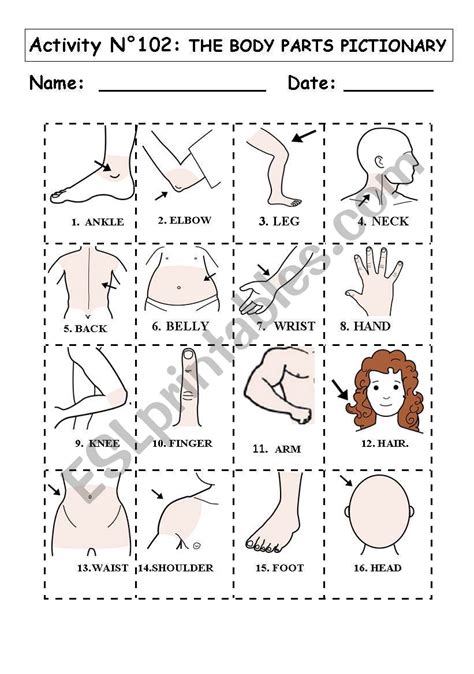 THE BODY PARTS PICTIONARY ESL Worksheet By Andresdomingo