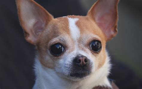Todo Lo Que Debes Saber Sobre Los Perros Chihuahua ARQUIVET