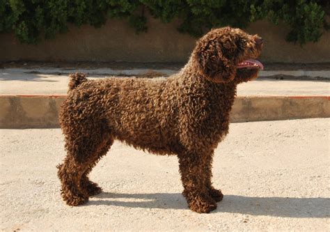 Cómo educar a un cachorro Perro de Agua Español para qué no muerda