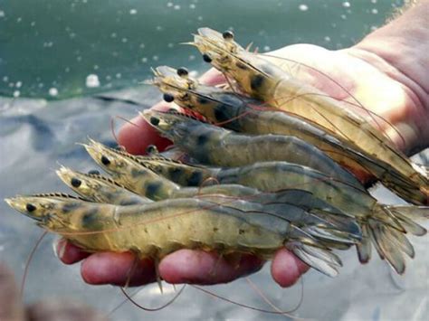Padat Tebar Udang Vaname Sistem Bioflok Gund Biofloc Riset