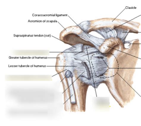 Diagram Of Glenohumeral Joint Quizlet