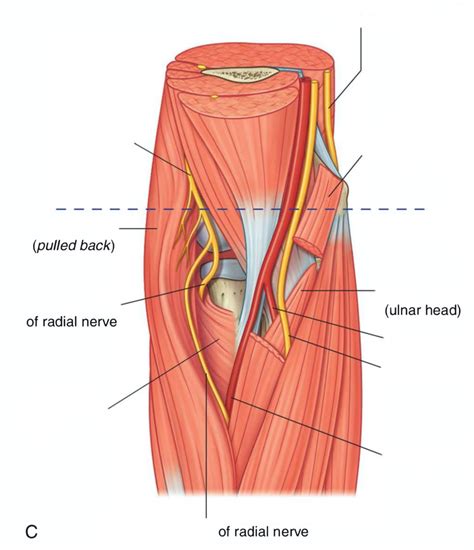 Cubital Fossa Position Of The Radial Nerve Diagram Quizlet