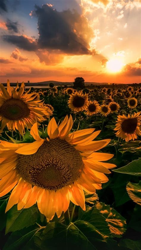 El Top Imagen 99 Imagenes De Girasol Para Fondo De Pantalla Abzlocal Mx