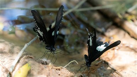 Motyl Natura Owad Darmowe zdjęcie na Pixabay Pixabay