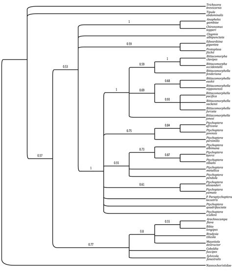 bayesian inference phylogeny based on morphological characters download scientific diagram