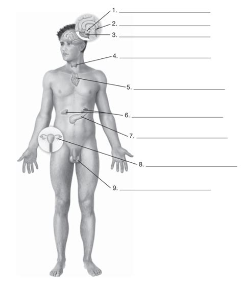 Endocrine System Test Diagram Quizlet